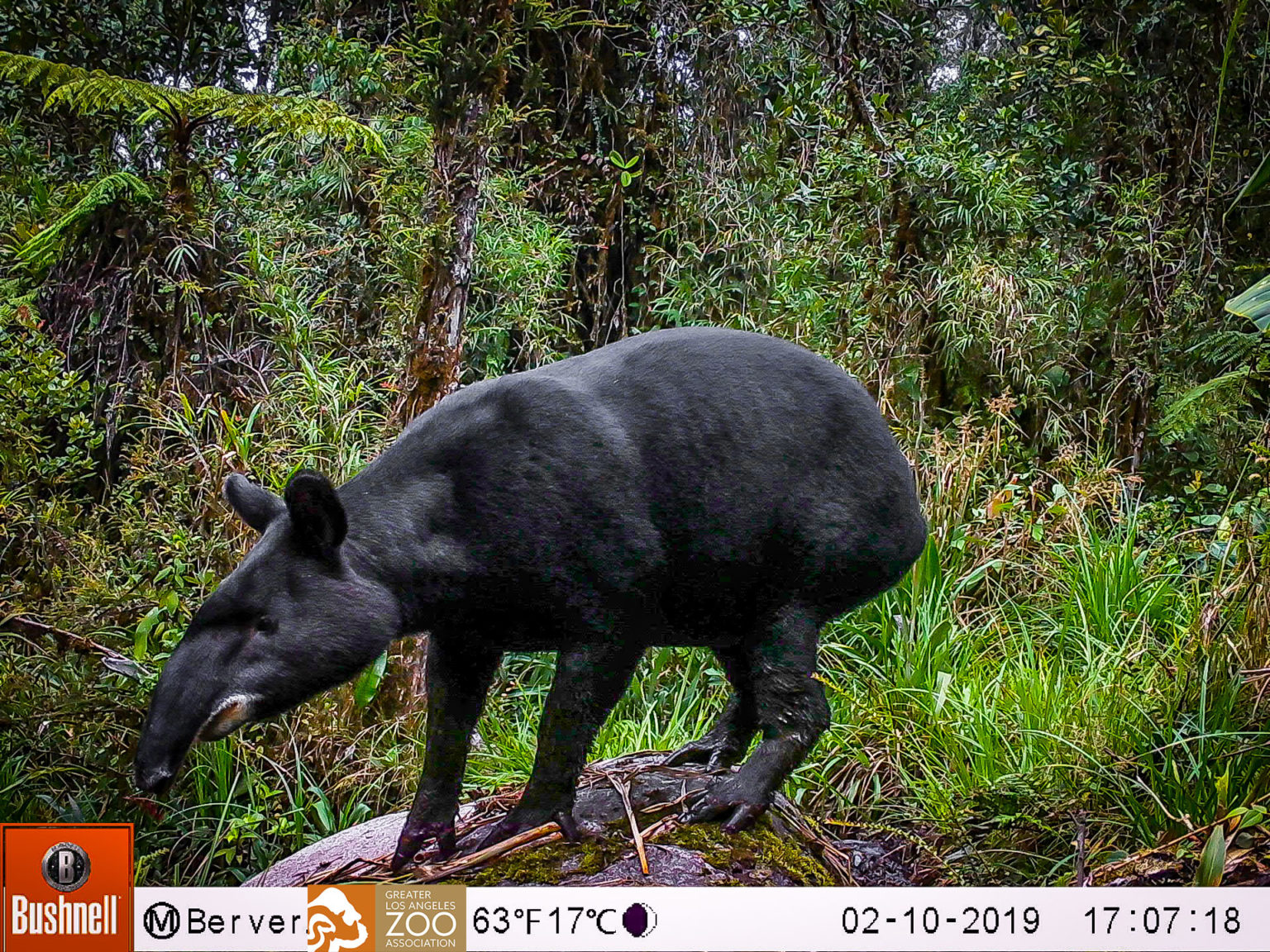 A sanctuary for the conservation of the mountain tapir - Mountain Tapir ...