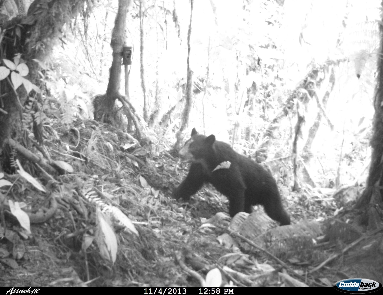 Archaeology of data and findings on interactions between Andean bears ...