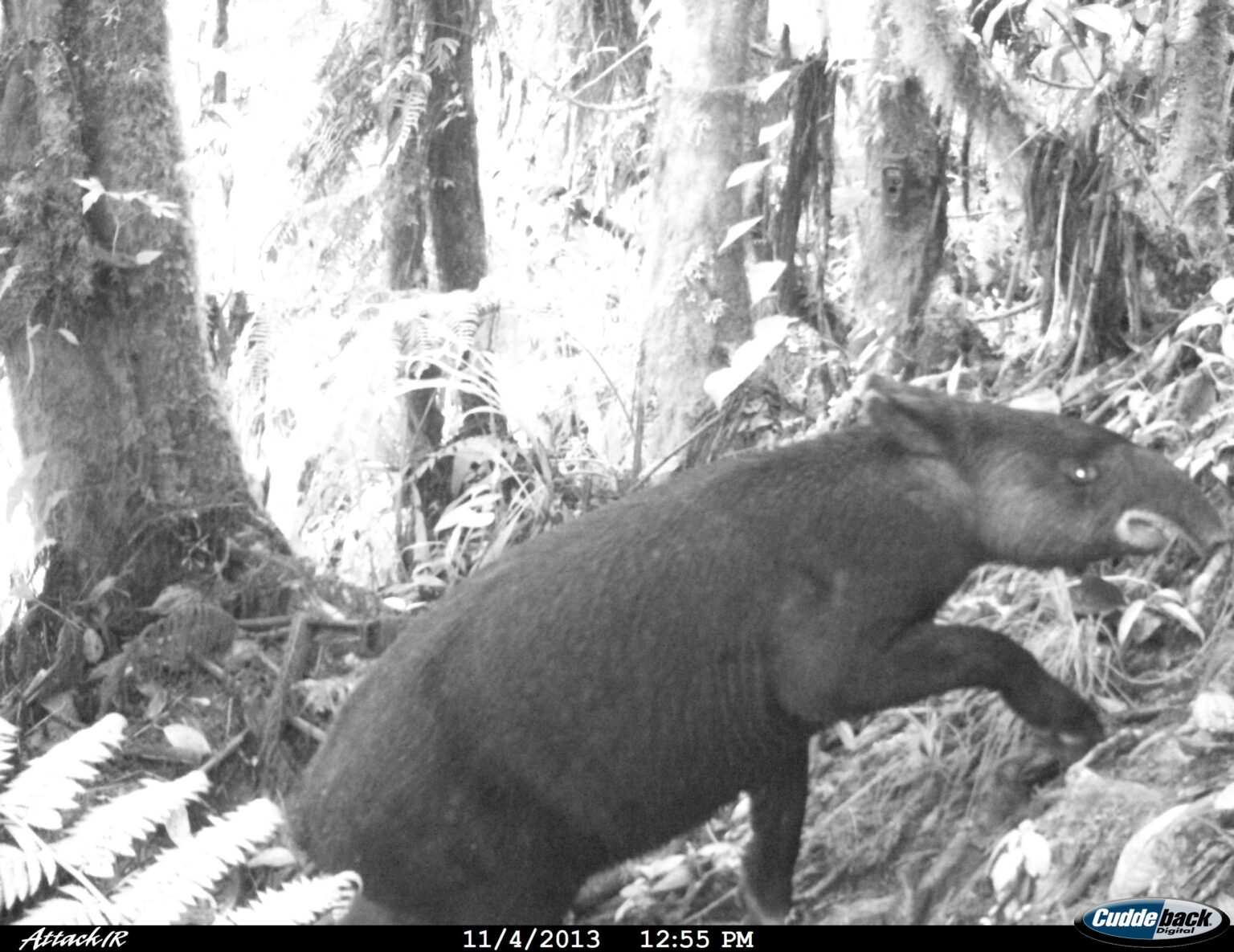 Archaeology of data and findings on interactions between Andean bears ...